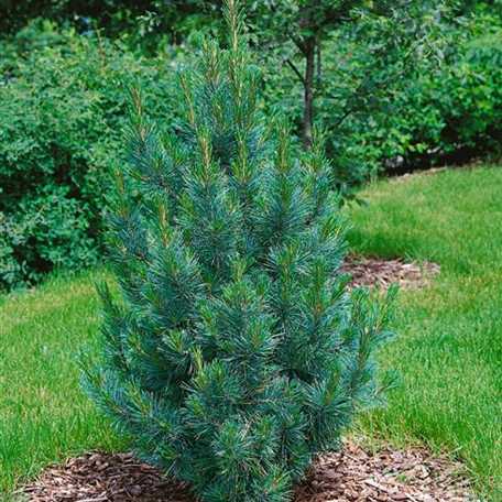 Pinus sylvestris 'Argentea Compacta' - Floragard Pflanzeninfothek