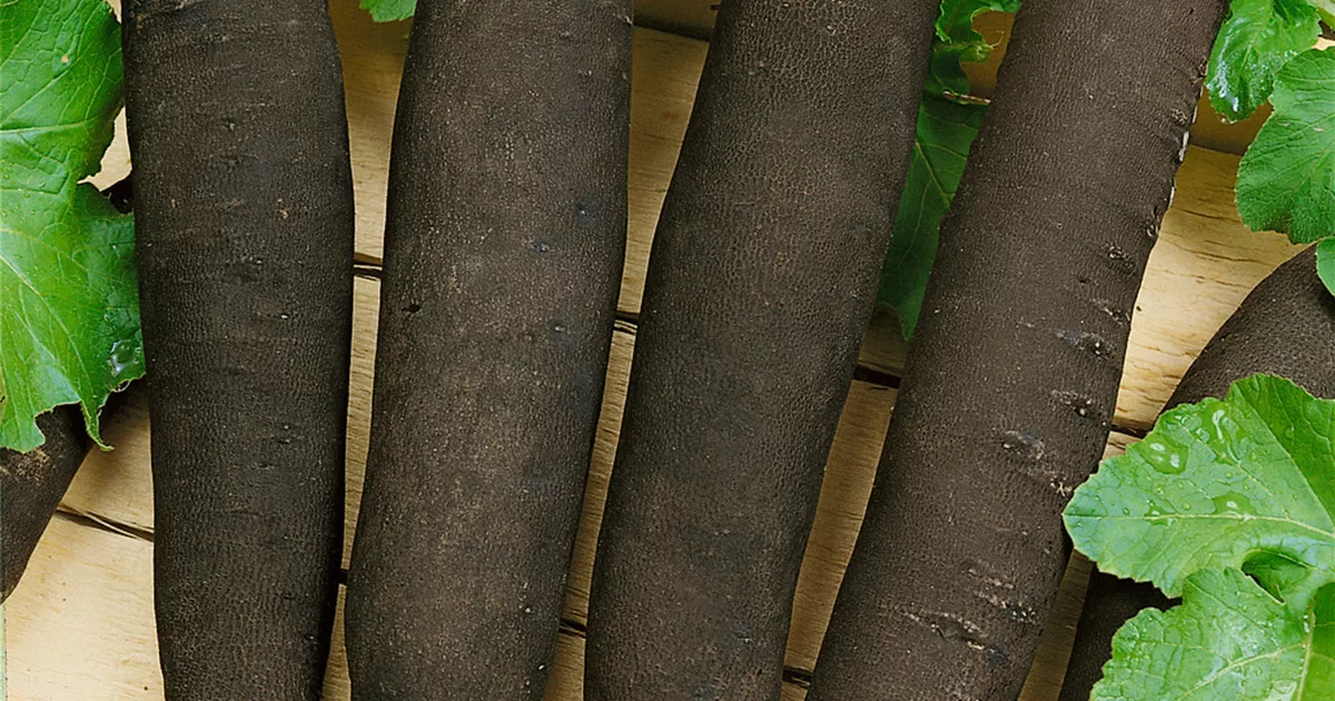 Raphanus sativus var. niger 'Langer Schwarzer' Pflanze, Pflege & Tipps ...