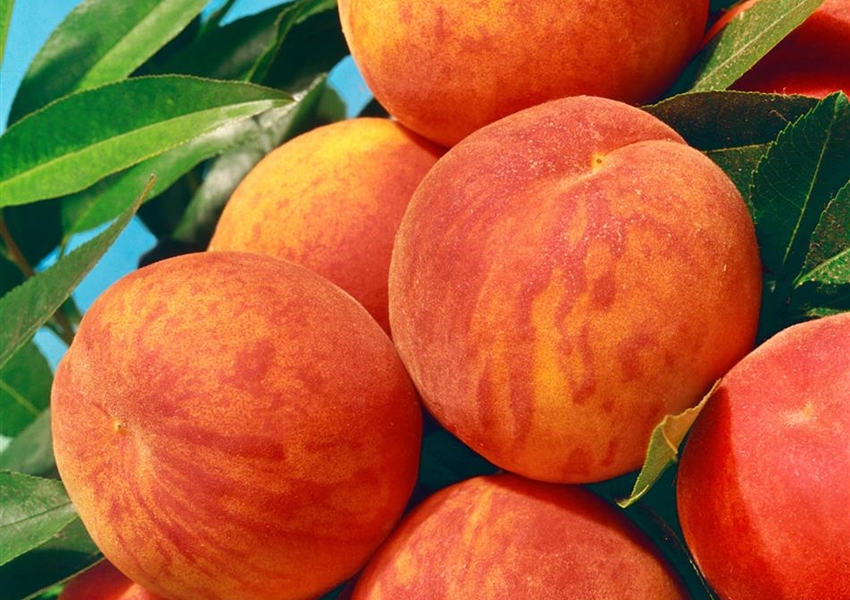Pfirsich 'Percoca' - Floragard Pflanzeninfothek