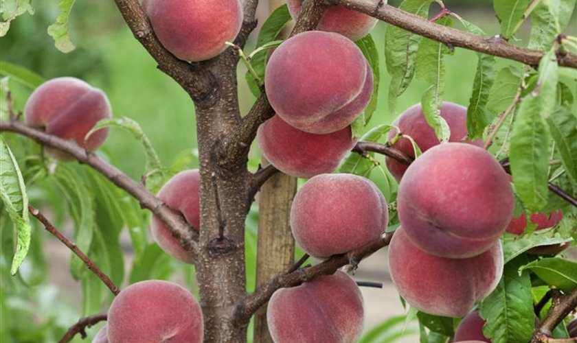 Pfirsich 'Pilot' - Floragard Pflanzeninfothek