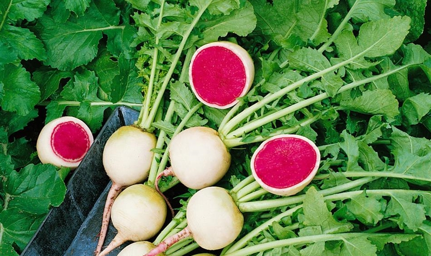 Rettich 'Red Meat' - Floragard Pflanzeninfothek