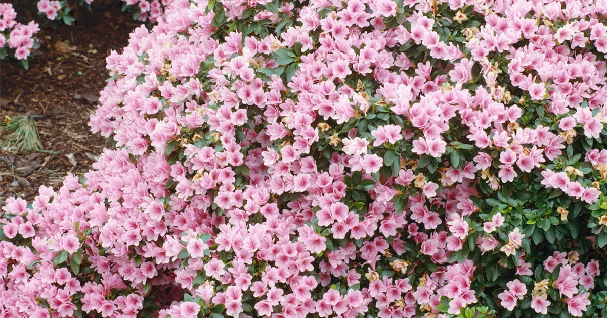 Japanische Azalee 'Kirin' Pflanze, Pflege & Tipps Floragard