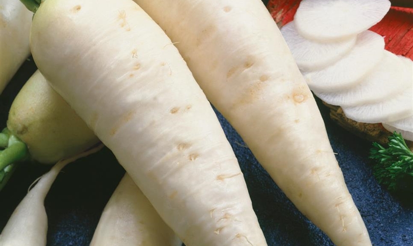 Rettich 'Rex' - Floragard Pflanzeninfothek