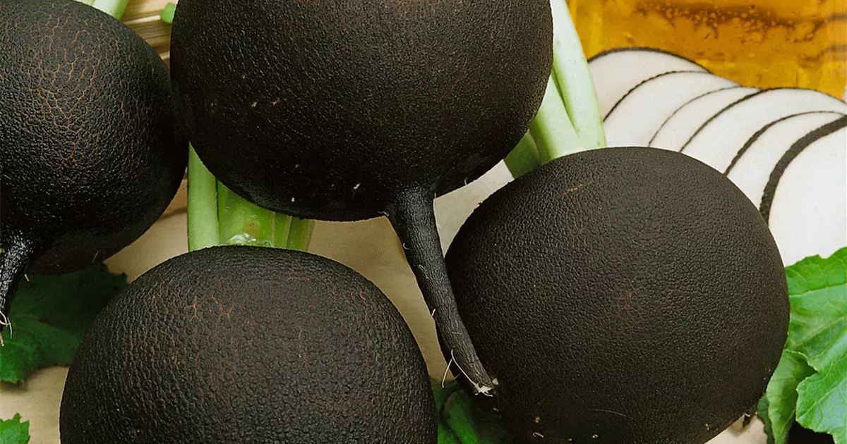 Rettich 'Wiener Runder Kohlschwarzer' Pflanze, Pflege & Tipps Floragard