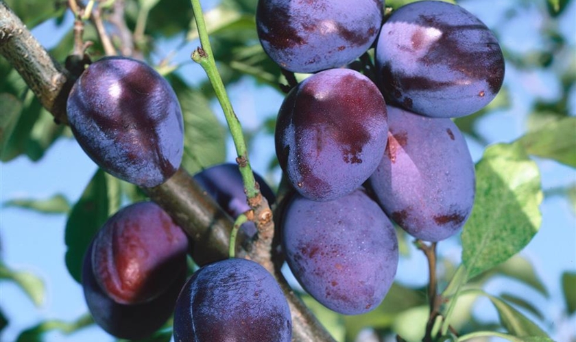 Riesenpflaume 'Valor' - Floragard Pflanzeninfothek