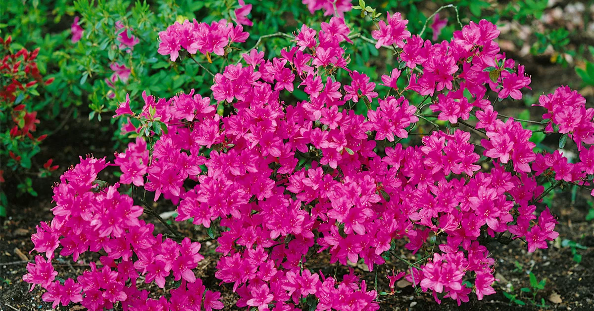 Azalea Japonica Pflege