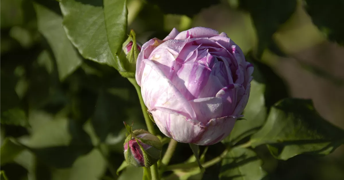 Rosa borbonica 'Province Panachée' Pflanze, Pflege & Tipps Floragard