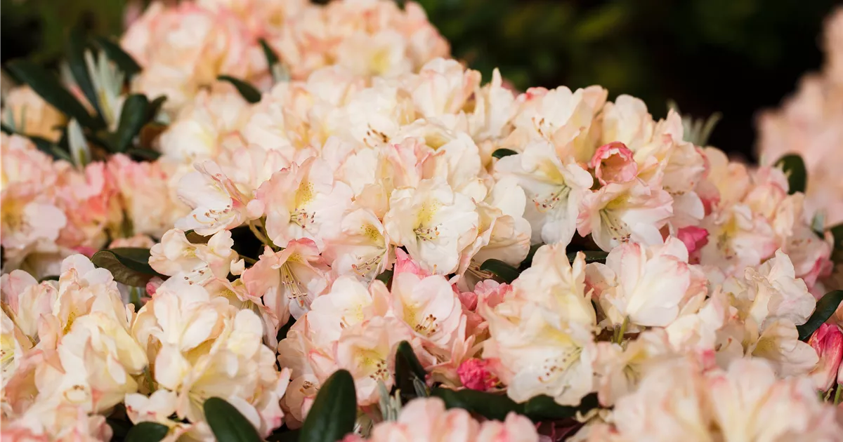 Rhododendron yakushimanum 'Grumpy' Pflanze, Pflege & Tipps Floragard