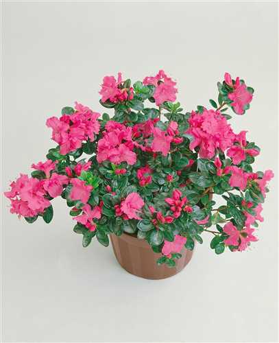 Indische Azalee 'Flamenco' - Floragard Pflanzeninfothek