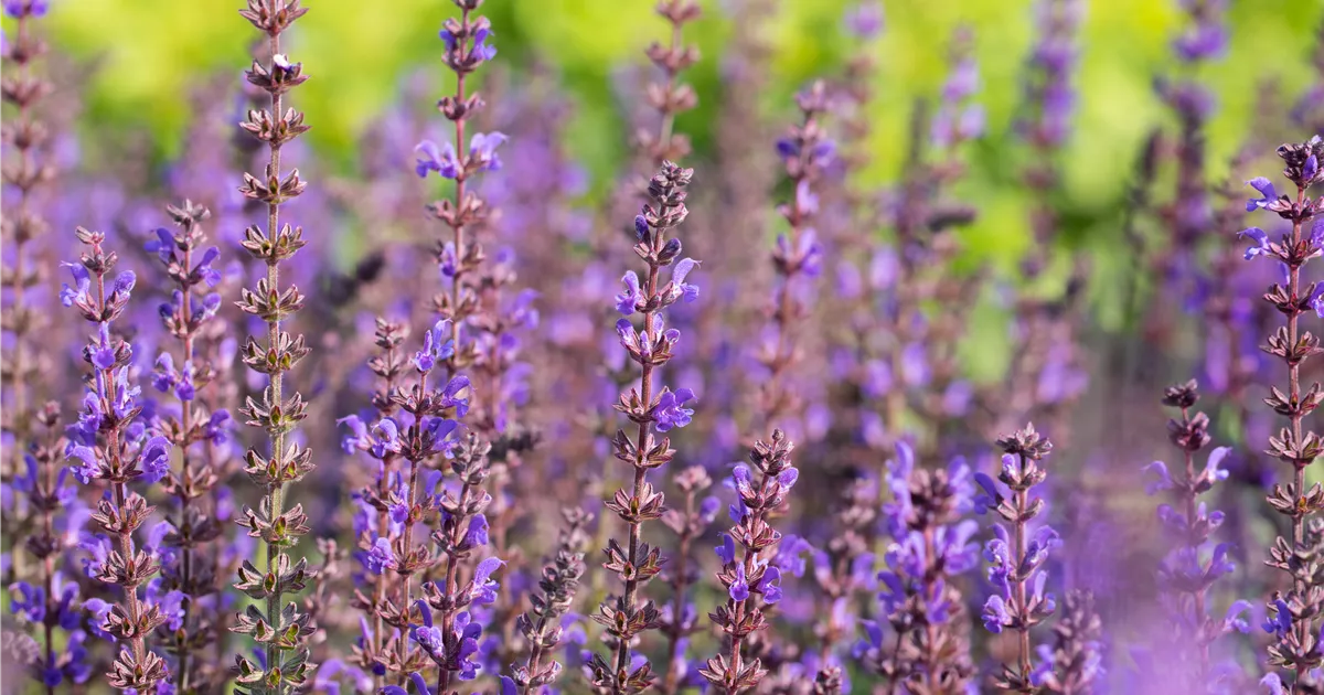 Garten-Blüten-Salbei 'Spring King' Pflanze, Pflege & Tipps Floragard
