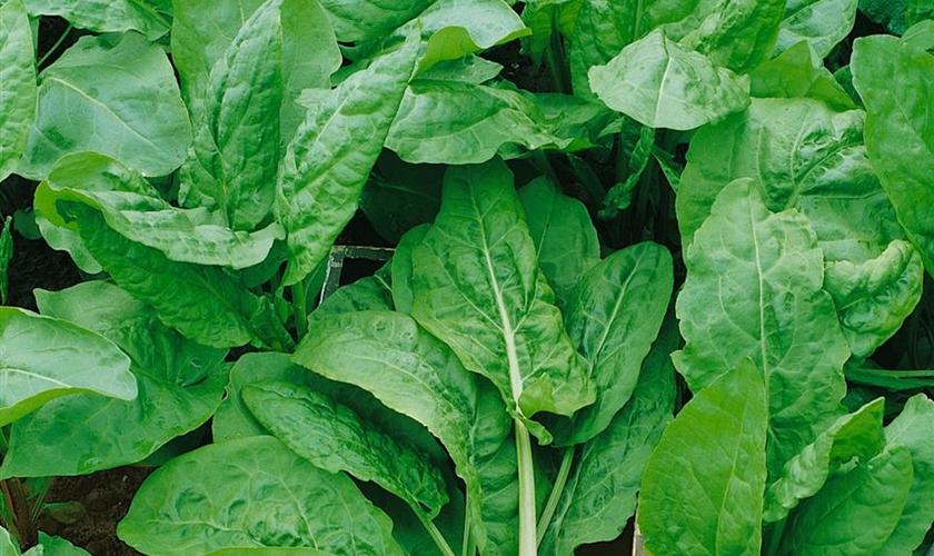 Großer Sauerampfer - Floragard Pflanzeninfothek