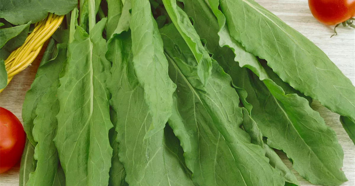 Rumex acetosa 'Belleville' Pflanze, Pflege & Tipps Floragard