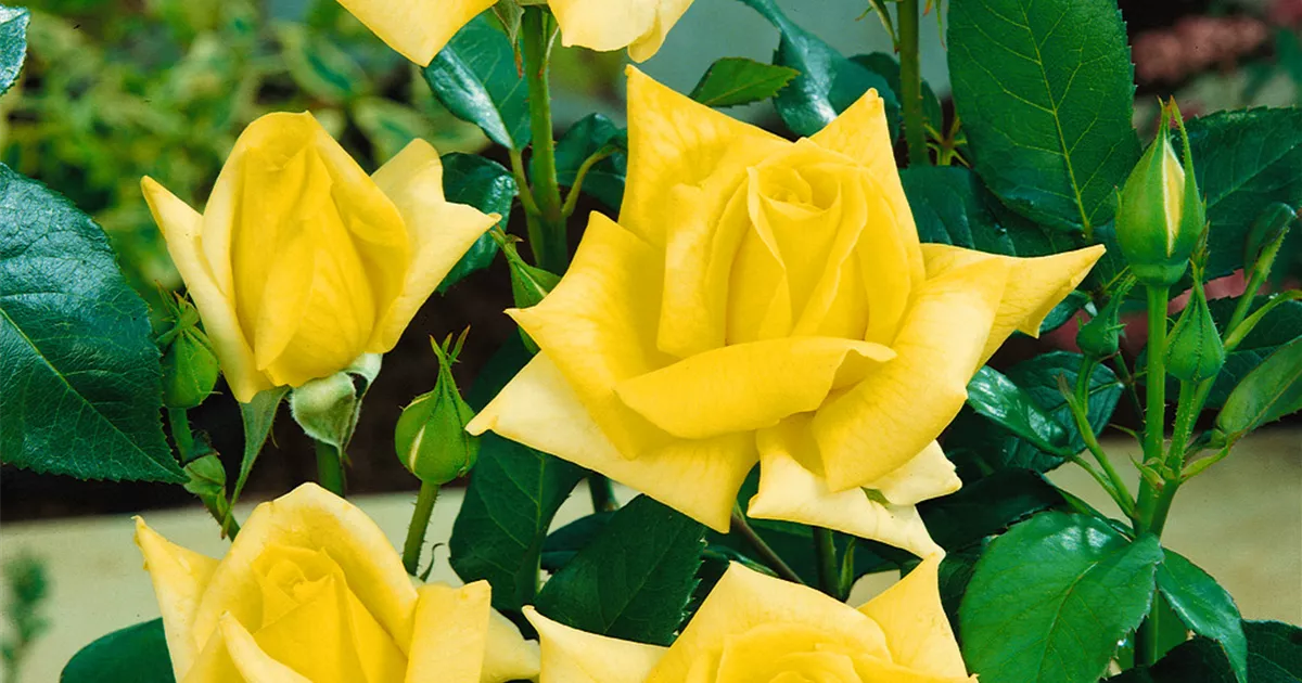Edelrose 'Landora'® Pflanze, Pflege & Tipps Floragard