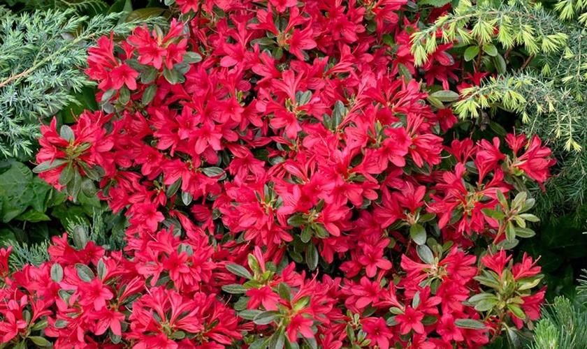 Japanische Azalee 'Toreador' - Floragard Pflanzeninfothek