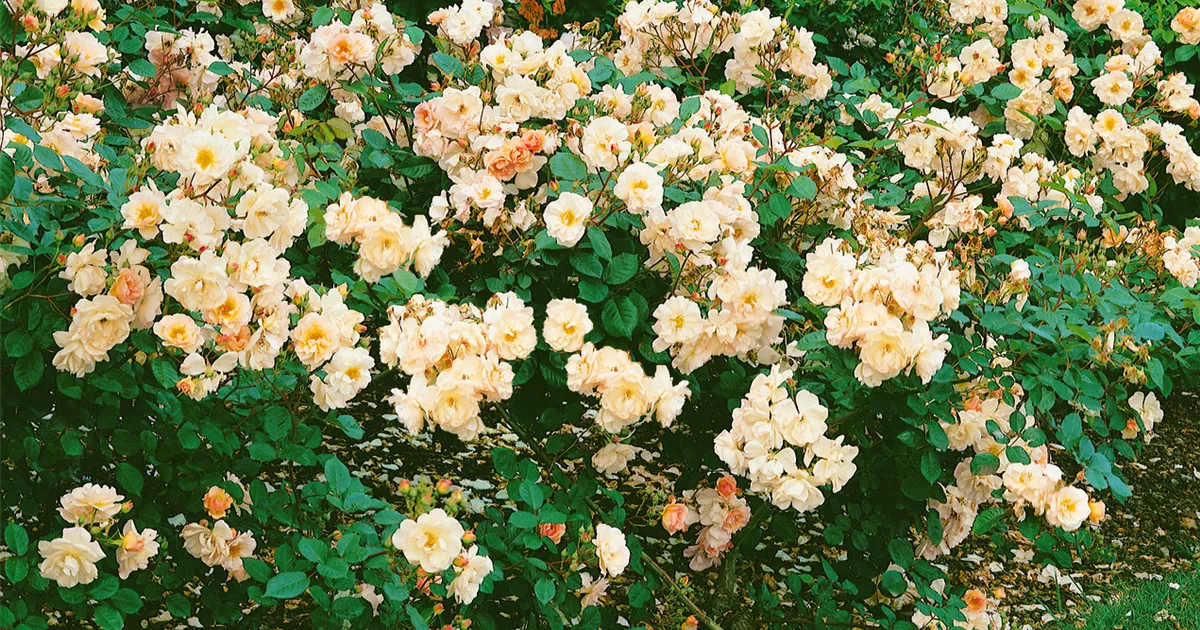 Rosa 'Penelope' Pflanze, Pflege & Tipps Floragard