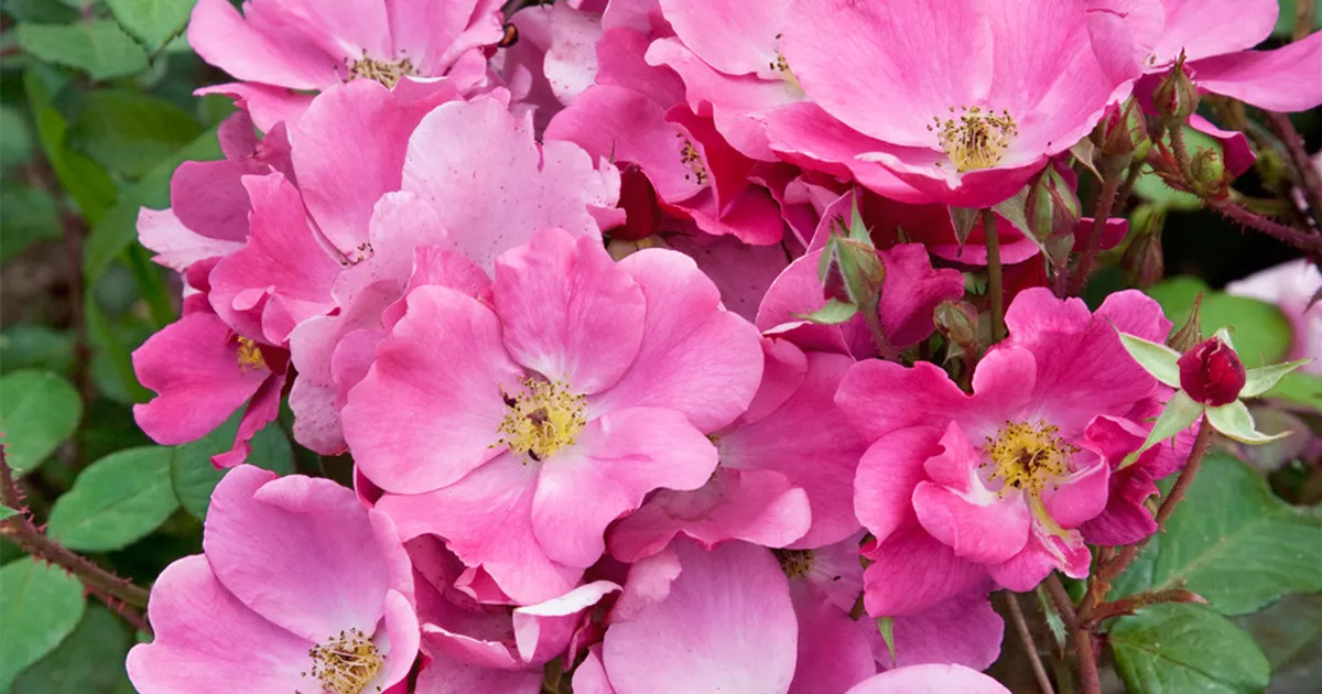 Rosa 'Heidi' Pflanze, Pflege & Tipps Floragard