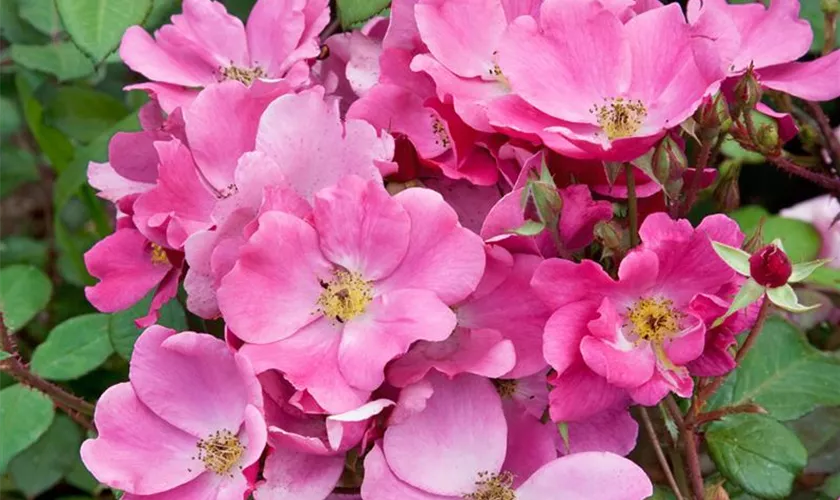 Rosa 'Heidi' Pflanze, Pflege & Tipps Floragard