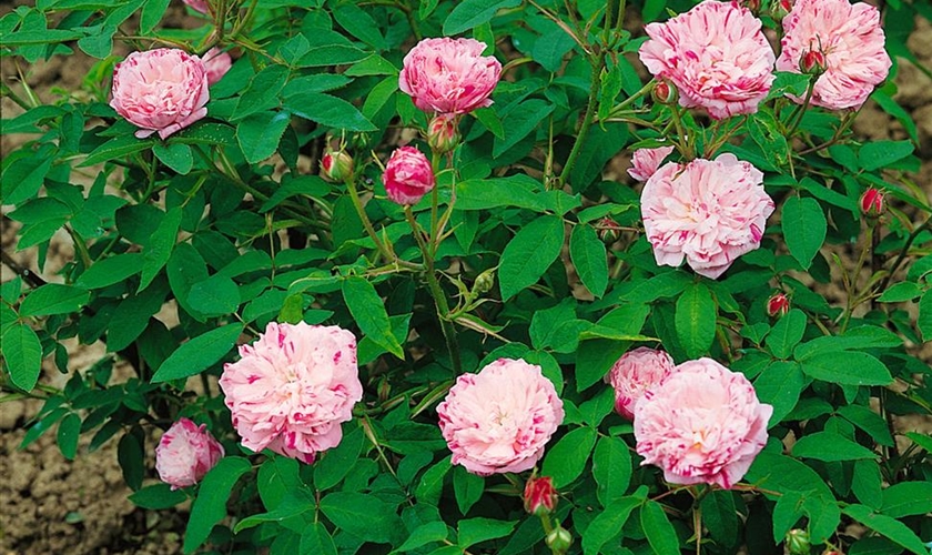 Essigrose - Floragard Pflanzeninfothek