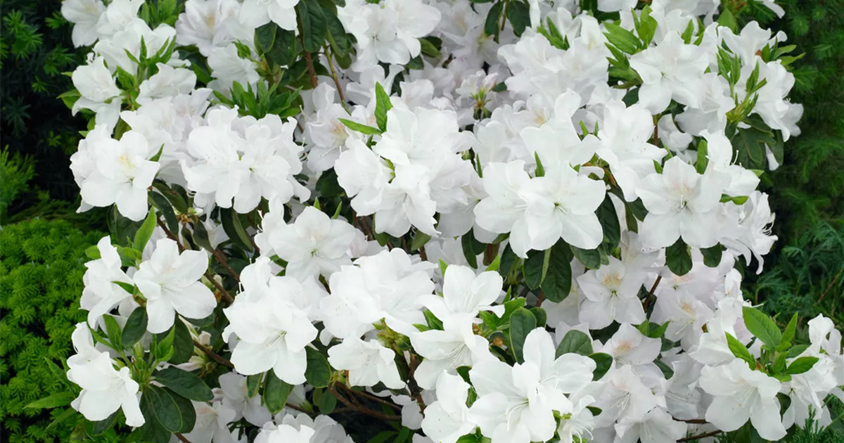 Japanische Azalee 'Treasure' Pflanze, Pflege & Tipps Floragard