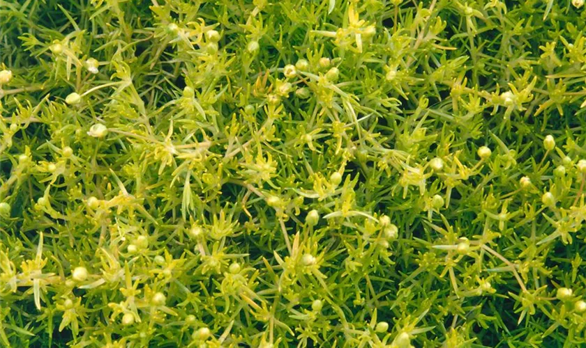 Sagina subulata 'Supreme' Pflanze, Pflege & Tipps Floragard