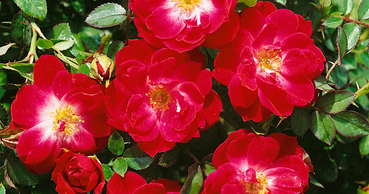 Rosa 'Little Buckaroo' Pflanze, Pflege & Tipps Floragard