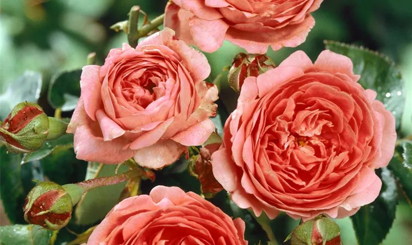 Rosa 'Chippendale'® Pflanze, Pflege & Tipps Floragard