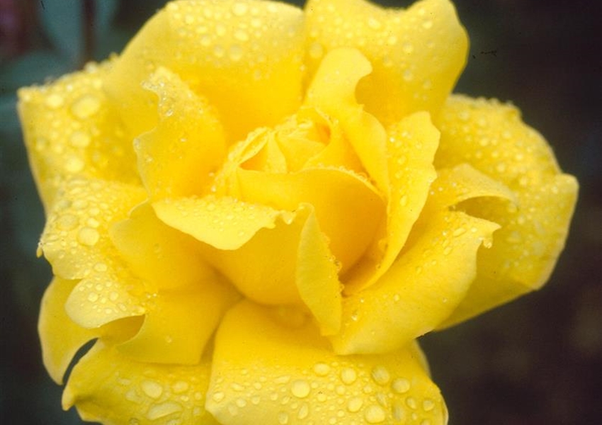 Edelrose 'Gina Lollobrigida'® - Floragard Pflanzeninfothek