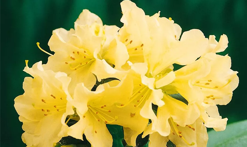 Keiskei-Rhododendron 'Patty Bee' Pflanze, Pflege & Tipps Floragard