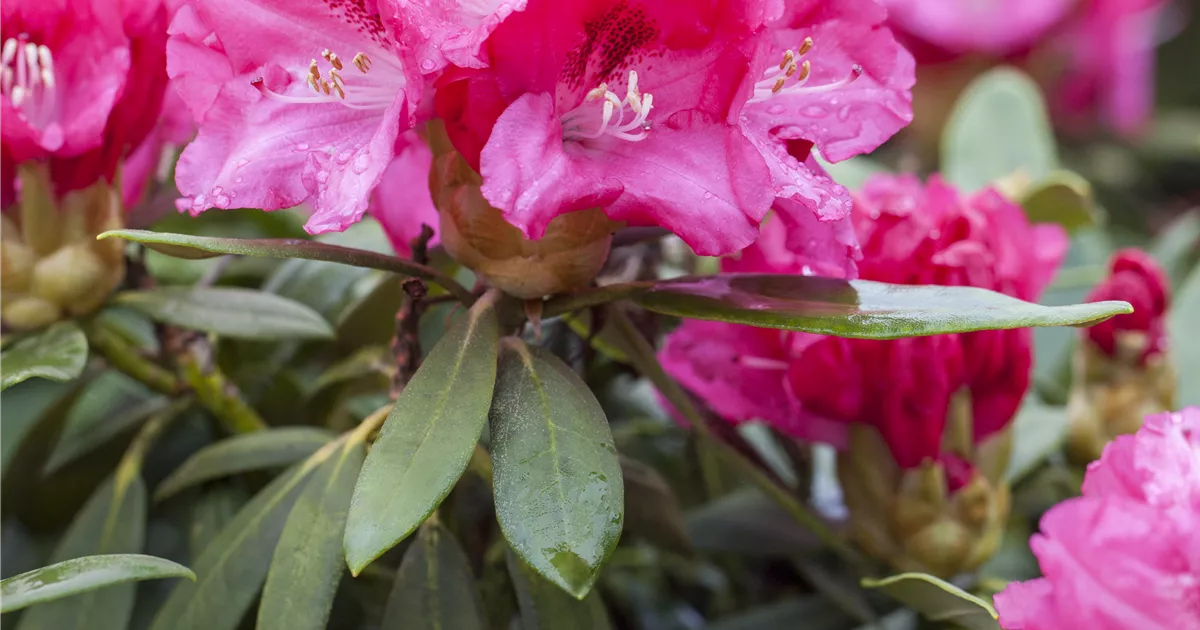 Rhododendron 'Rocket' Pflanze, Pflege & Tipps Floragard