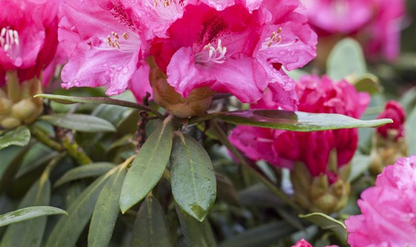 Rhododendron 'Rocket' - Floragard Pflanzeninfothek