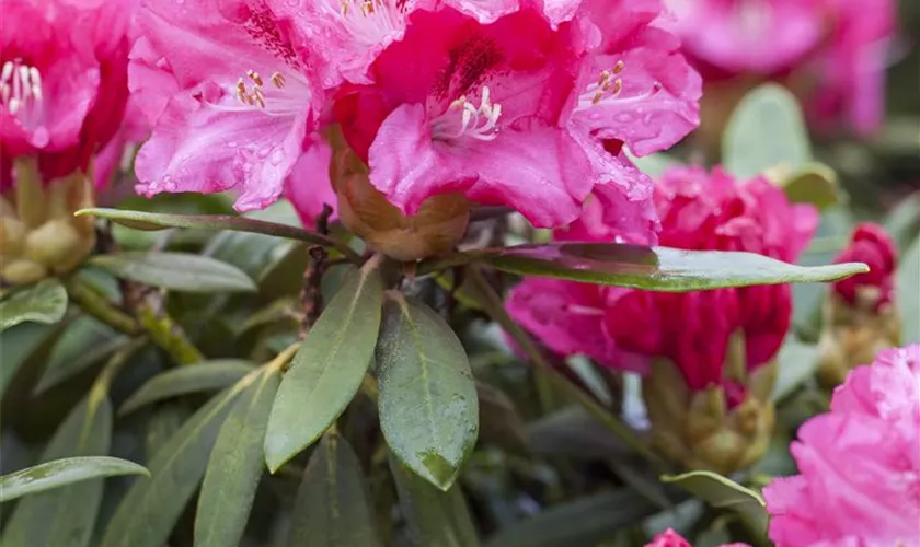 Rhododendron 'Rocket' Pflanze, Pflege & Tipps Floragard