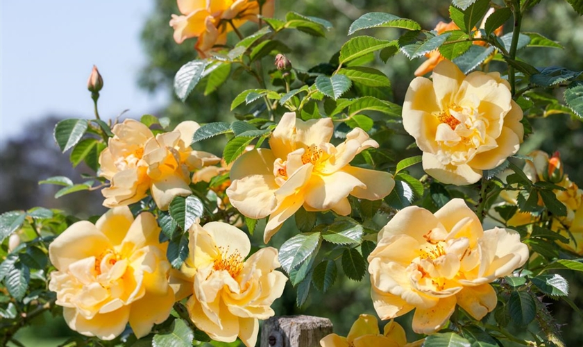 Kletterrose 'Maigold' - Floragard Pflanzeninfothek