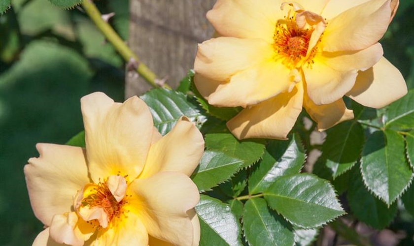 Kletterrose 'Maigold' - Floragard Pflanzeninfothek