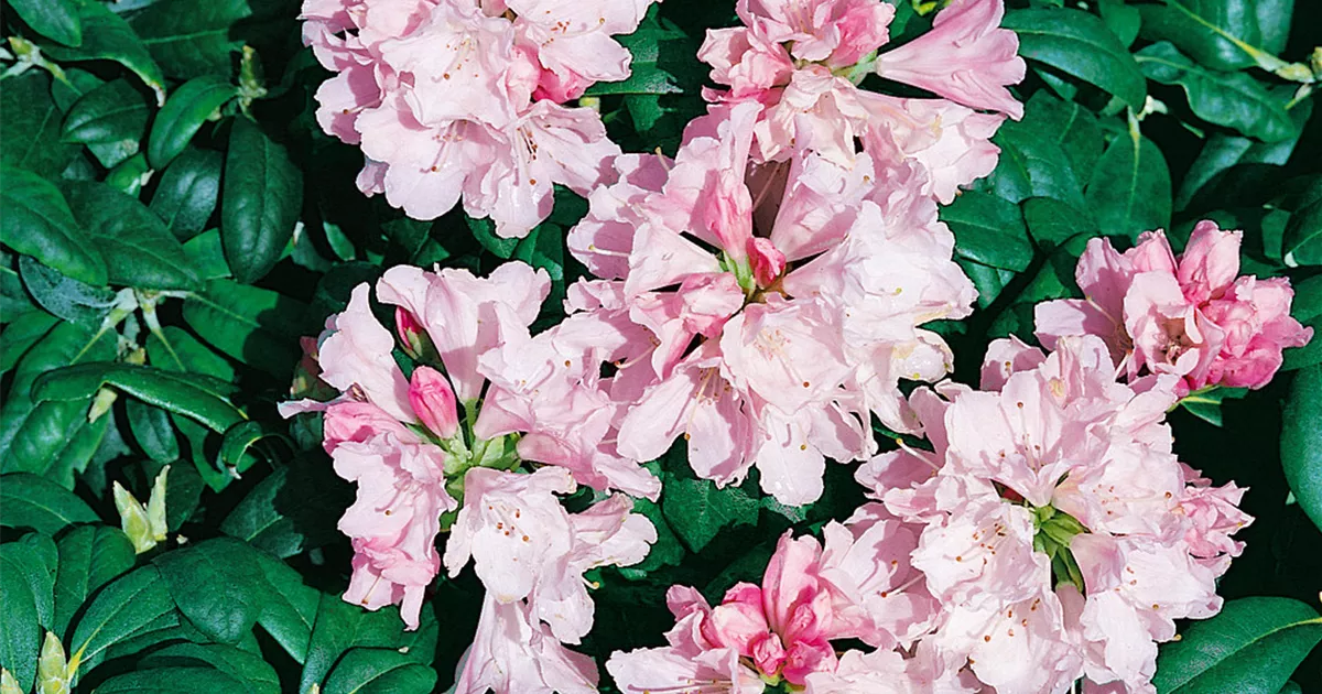 Rhododendron yakushimanum 'Yaku Princess' Pflanze, Pflege & Tipps Floragard