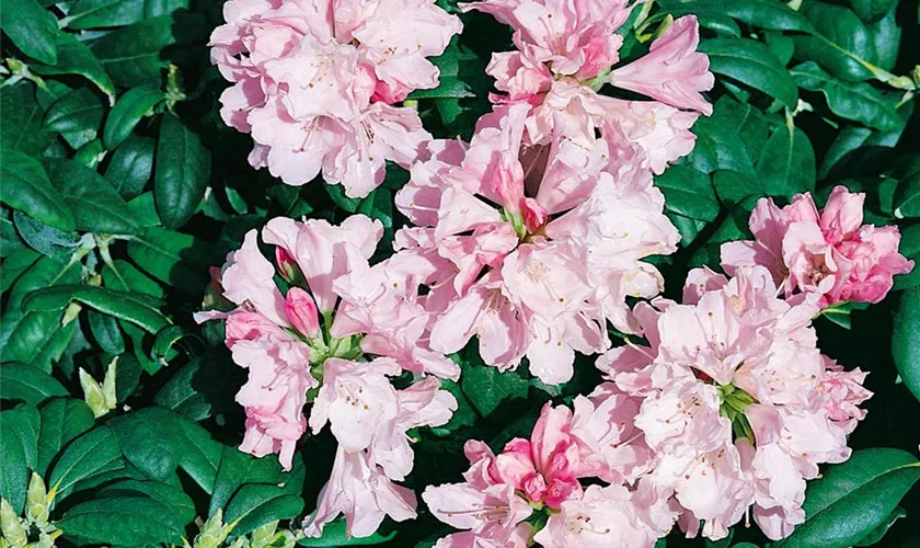 Rhododendron yakushimanum 'Yaku Princess' Pflanze, Pflege & Tipps Floragard
