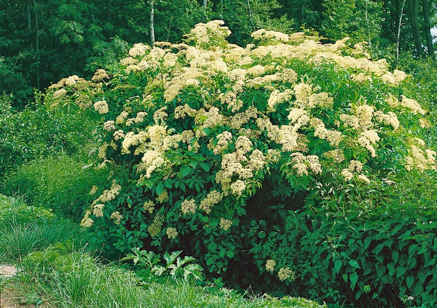 Kanadischer Holunder - Floragard Pflanzeninfothek