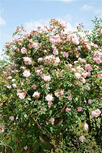 Kletterrose 'Albertine' - Floragard Pflanzeninfothek