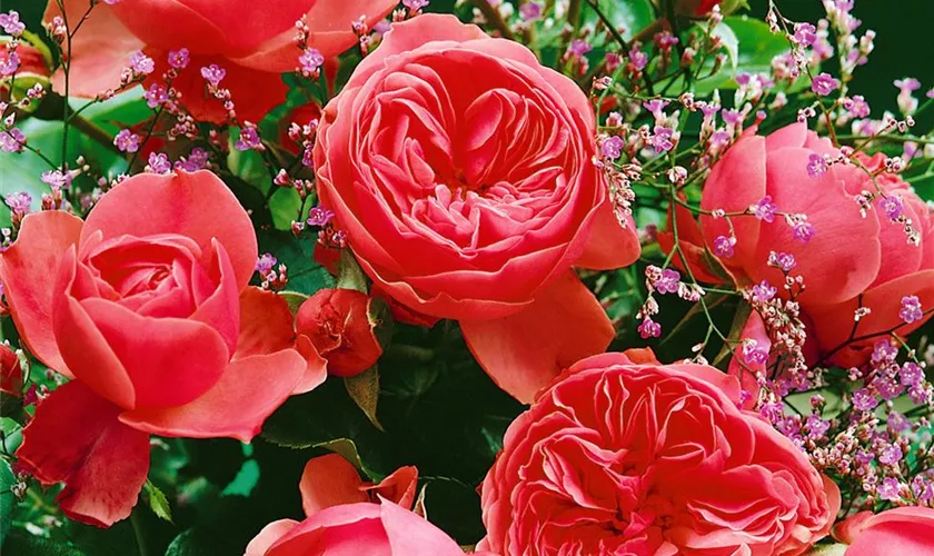 Beetrose 'Raspberry Royale' Pflanze, Pflege & Tipps Floragard