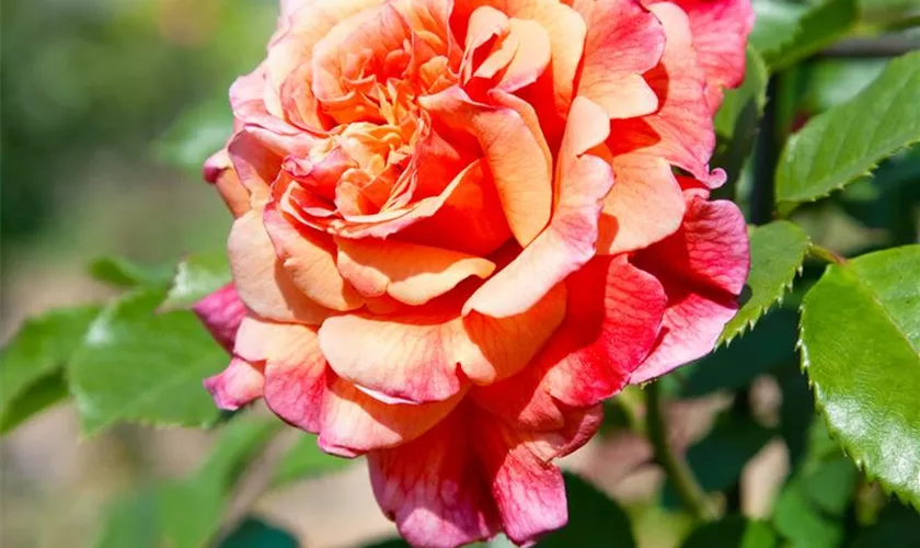 Rosa 'Aloha'® Pflanze, Pflege & Tipps Floragard