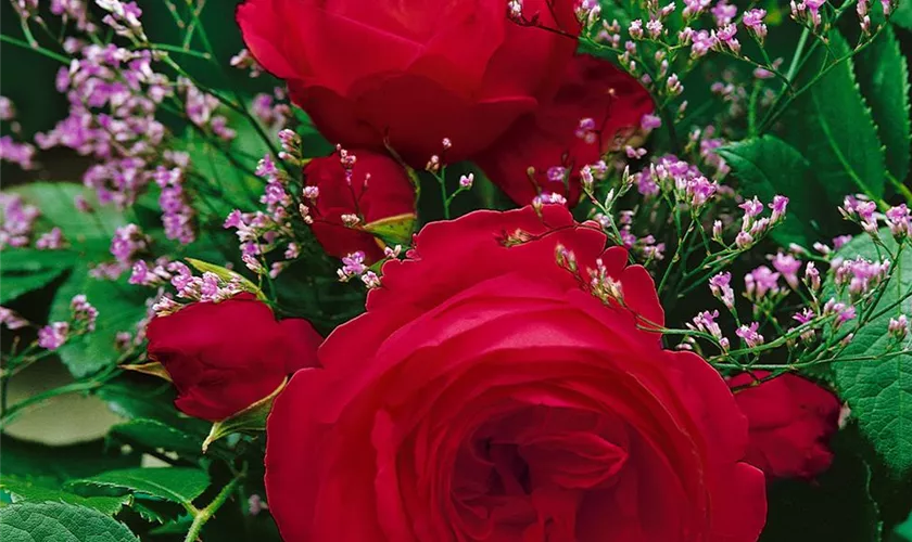 Rosa 'Red Eden Rose'® Pflanze, Pflege & Tipps Floragard