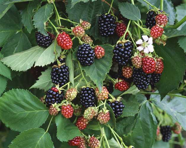 Brombeere Wilsons Frühe' - Floragard Pflanzeninfothek