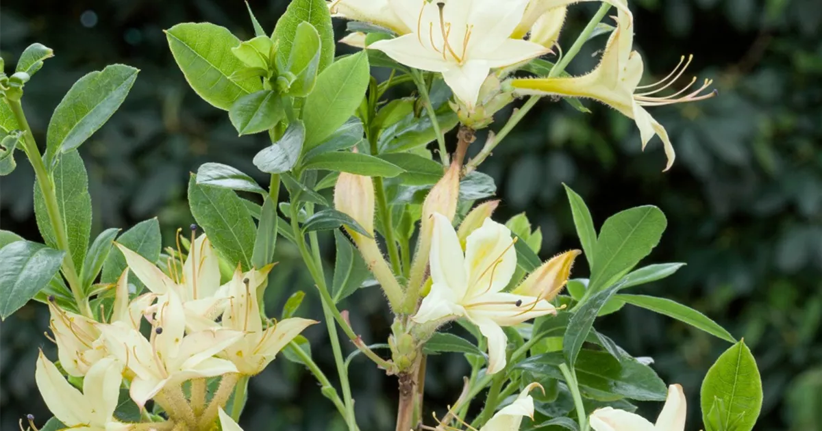 Rhododendron 'Weston´s Lemon Drop' Pflanze, Pflege & Tipps Floragard