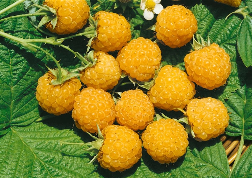Himbeere 'Autumn Amber' - Floragard Pflanzeninfothek
