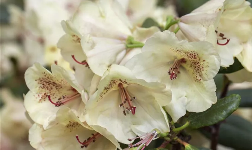Rhododendron 'Viscy' Pflanze, Pflege & Tipps Floragard