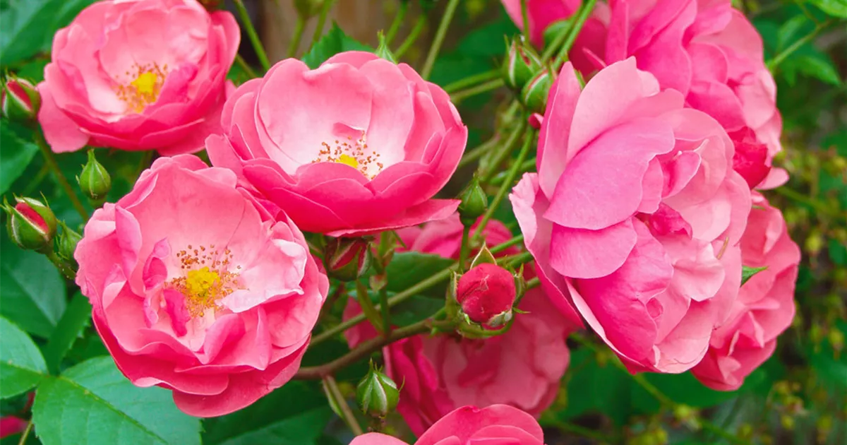 Rosa 'Angela'® Pflanze, Pflege & Tipps Floragard