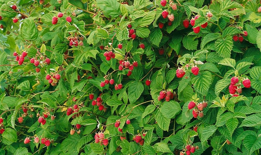 Himbeere 'Chilliwack' - Floragard Pflanzeninfothek