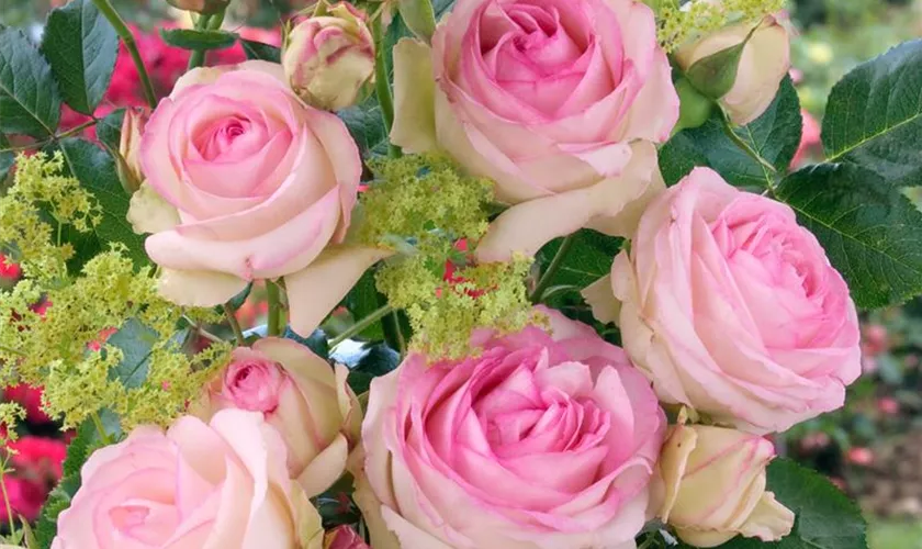 Kletterrose 'Mini Eden Rose'® Pflanze, Pflege & Tipps Floragard