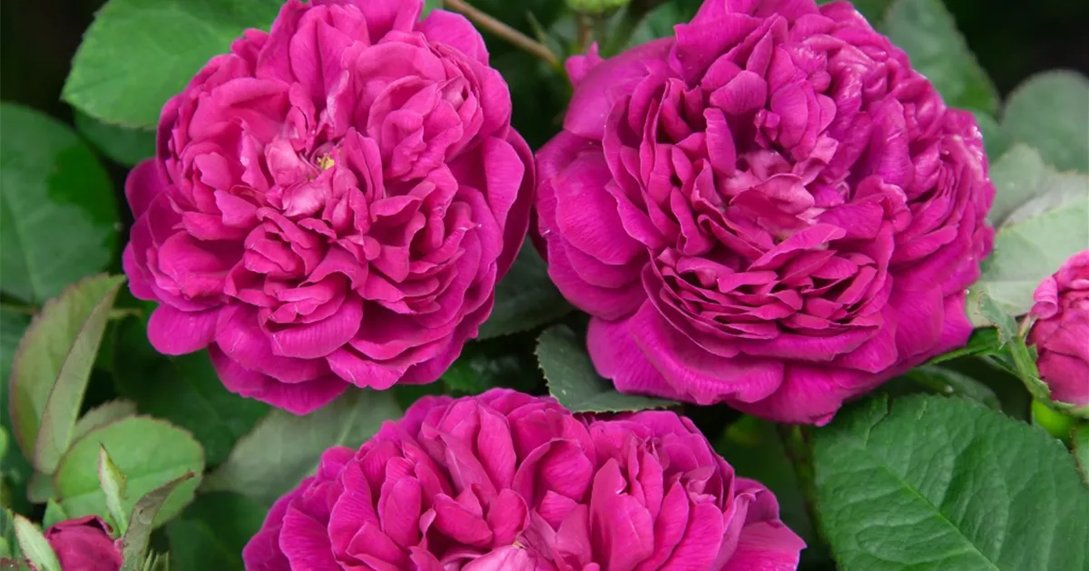 Strauchrose 'Rose de Resht' Pflanze, Pflege & Tipps Floragard