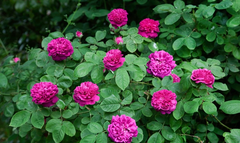 Strauchrose 'Rose de Resht' - Floragard Pflanzeninfothek