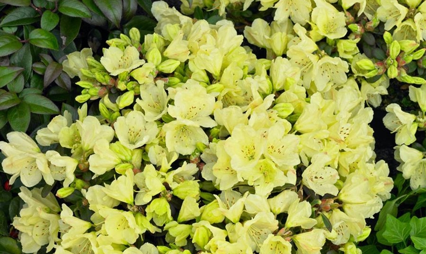 Keiskei-Rhododendron 'Wren' - Floragard Pflanzeninfothek